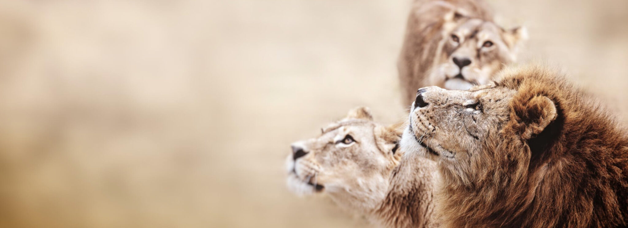 Fox Group Vacations | Fox World Travel