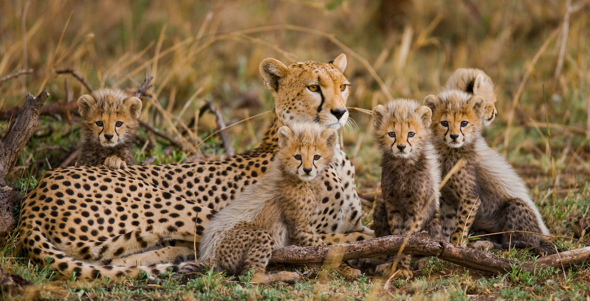 Fox Group Vacations | Fox World Travel